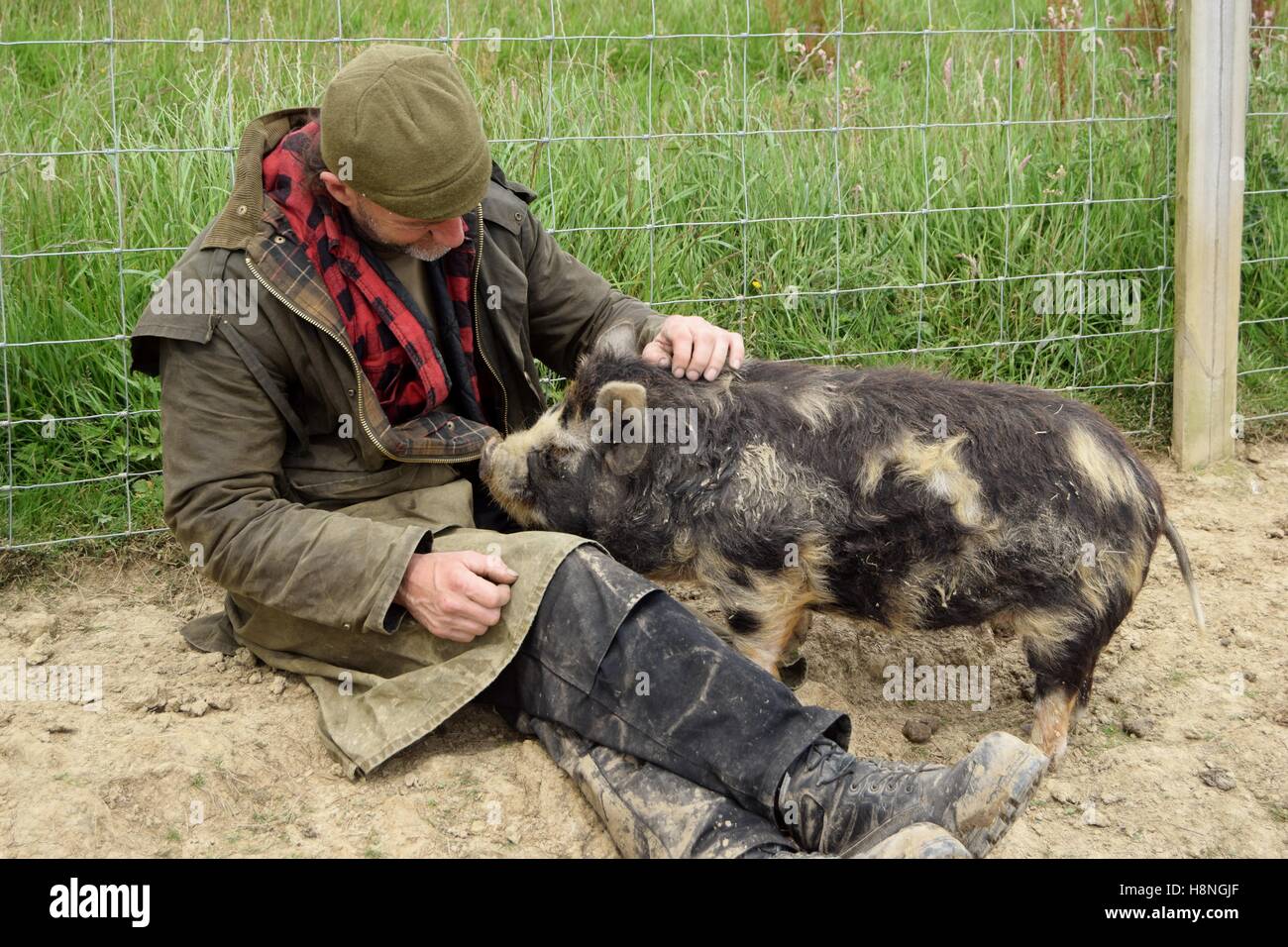 Pig cuddling hi-res stock photography and images - Alamy