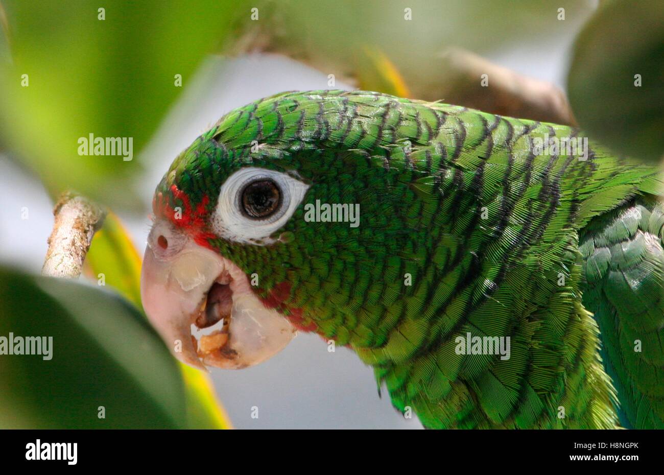 Iguaca aviary hi-res stock photography and images - Alamy