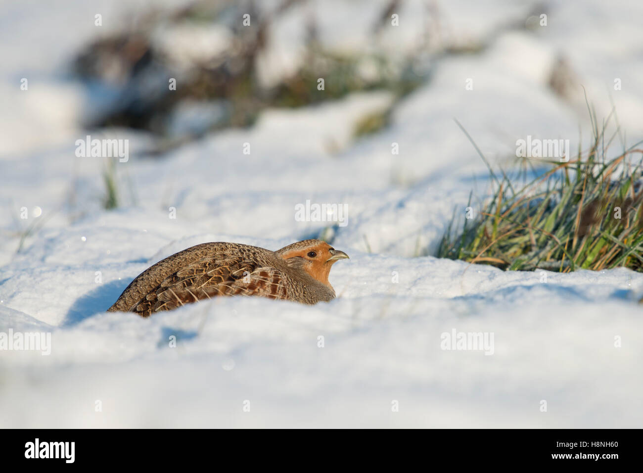 Gray partridge images hi-res stock photography and images - Alamy