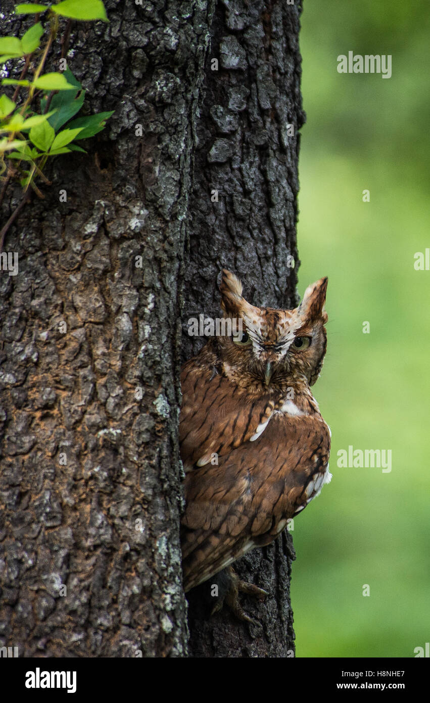 Red phase screech owl resting in a tree hollow Stock Photo - Alamy