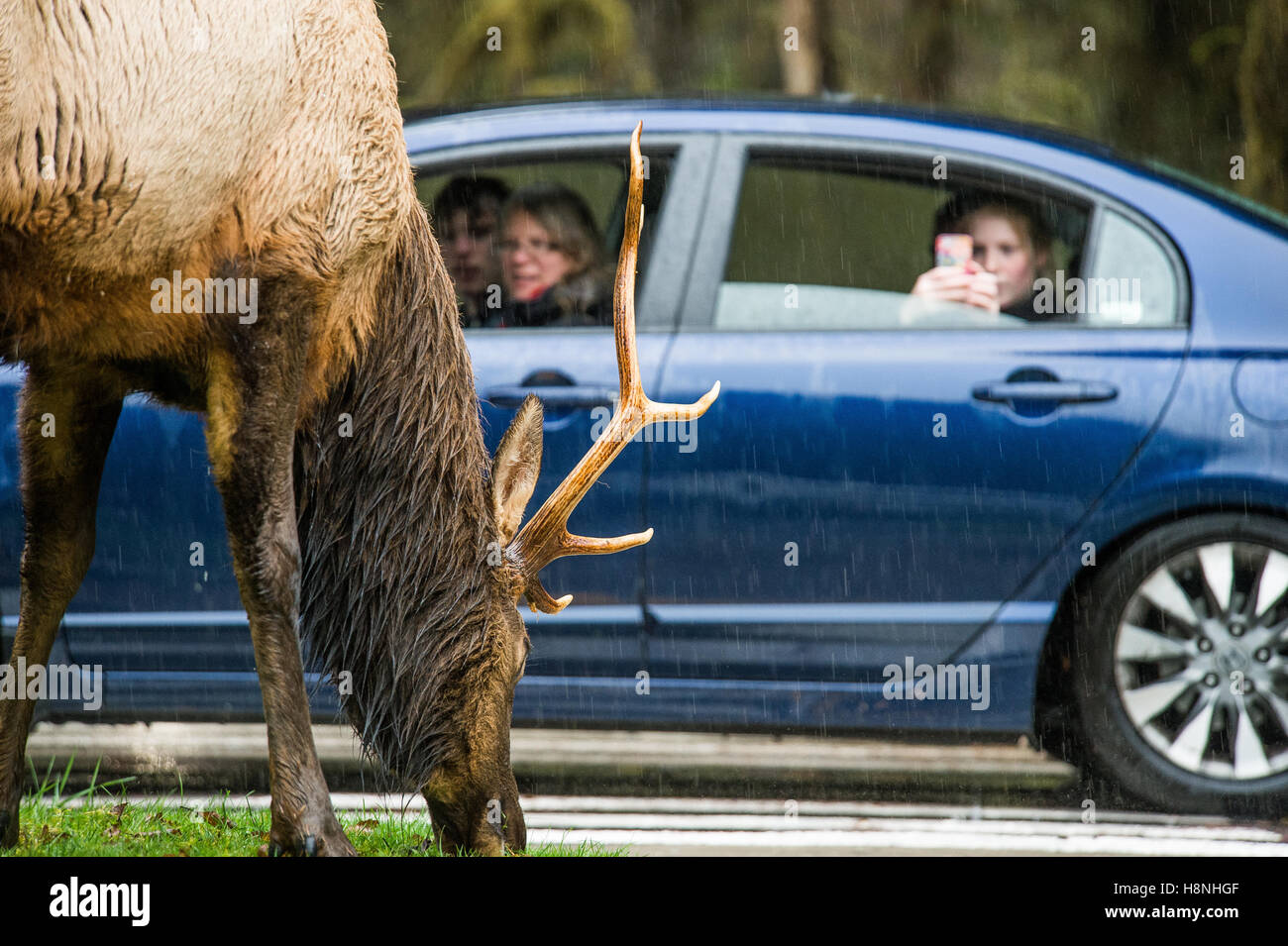 A bull roosevelt elk hi-res stock photography and images - Alamy