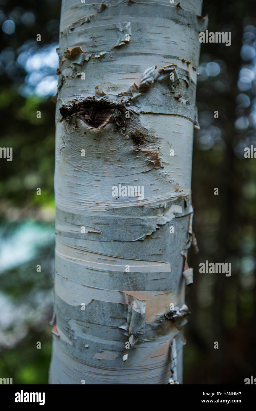 River birch hi-res stock photography and images - Alamy