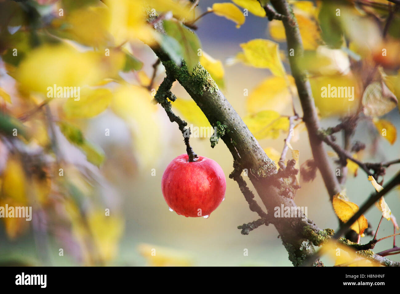 Apple at a tree, autumn, germany vivid water droplet yellow Stock Photo ...