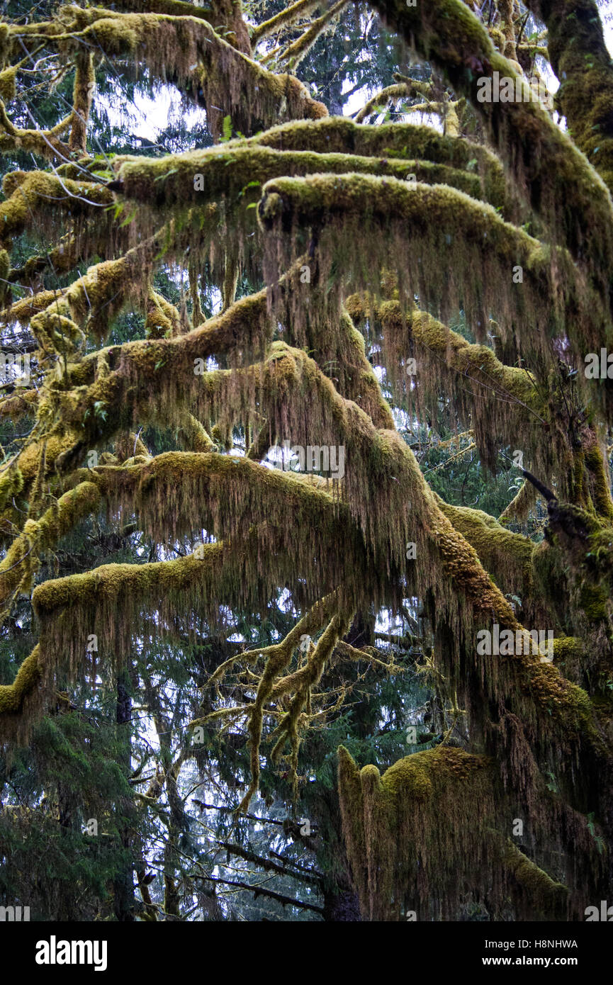Draped with moss hi-res stock photography and images - Alamy