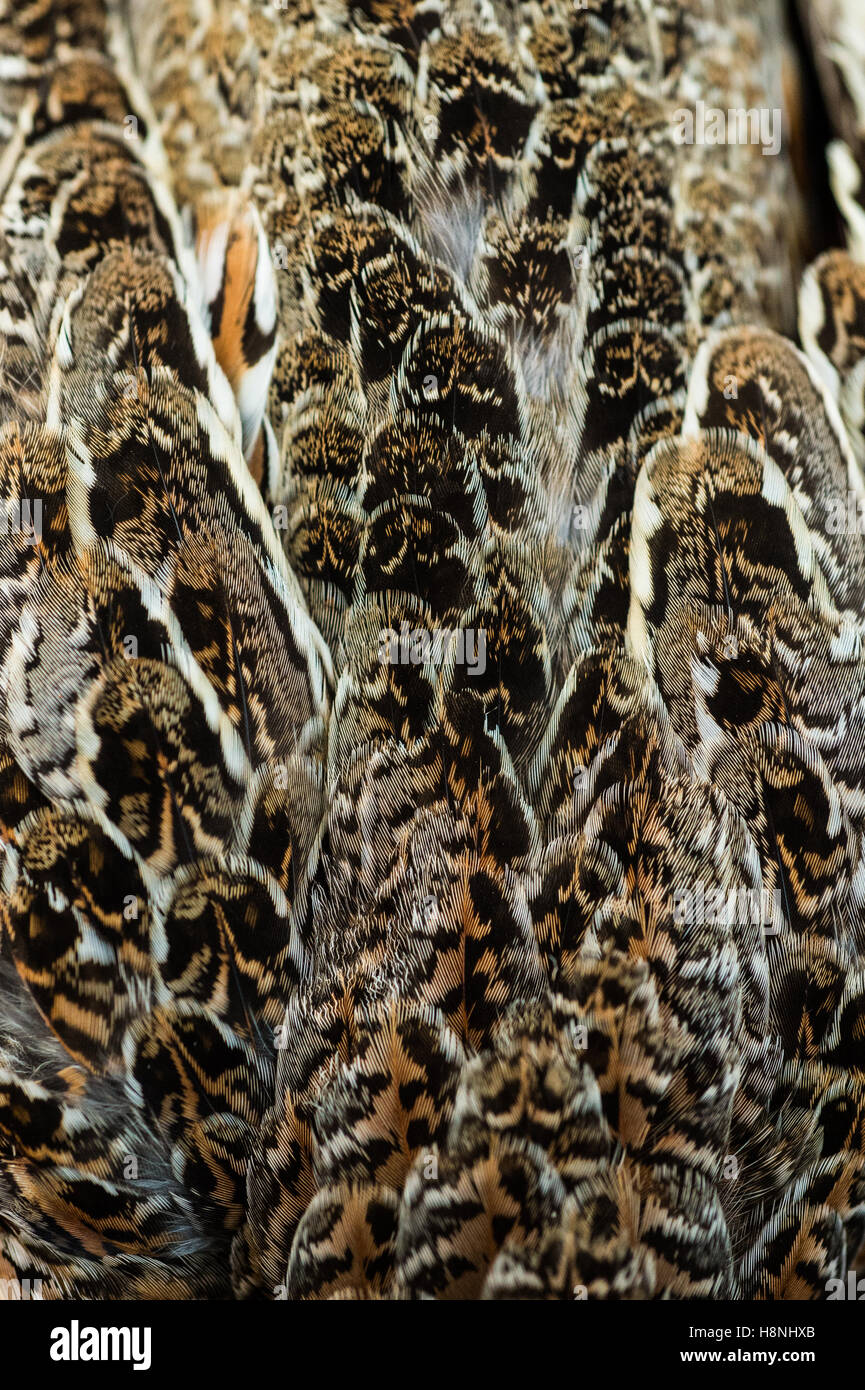 Bobwhite quail feathers and plumage Stock Photo - Alamy