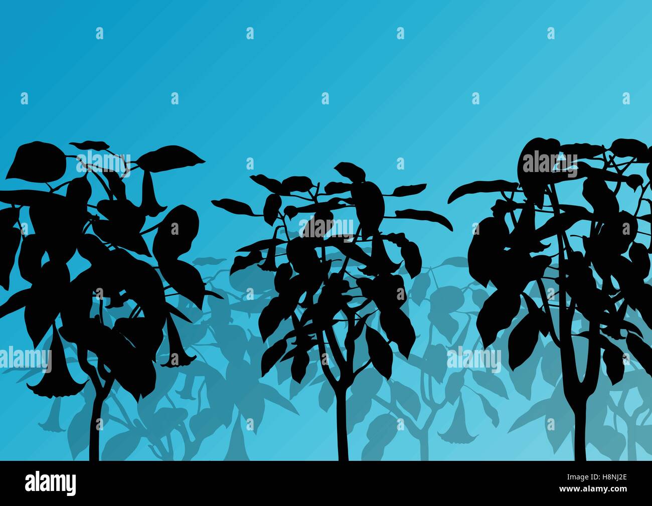 Datura flower or angels trumpet- Brugmansia suaveolens vector ...