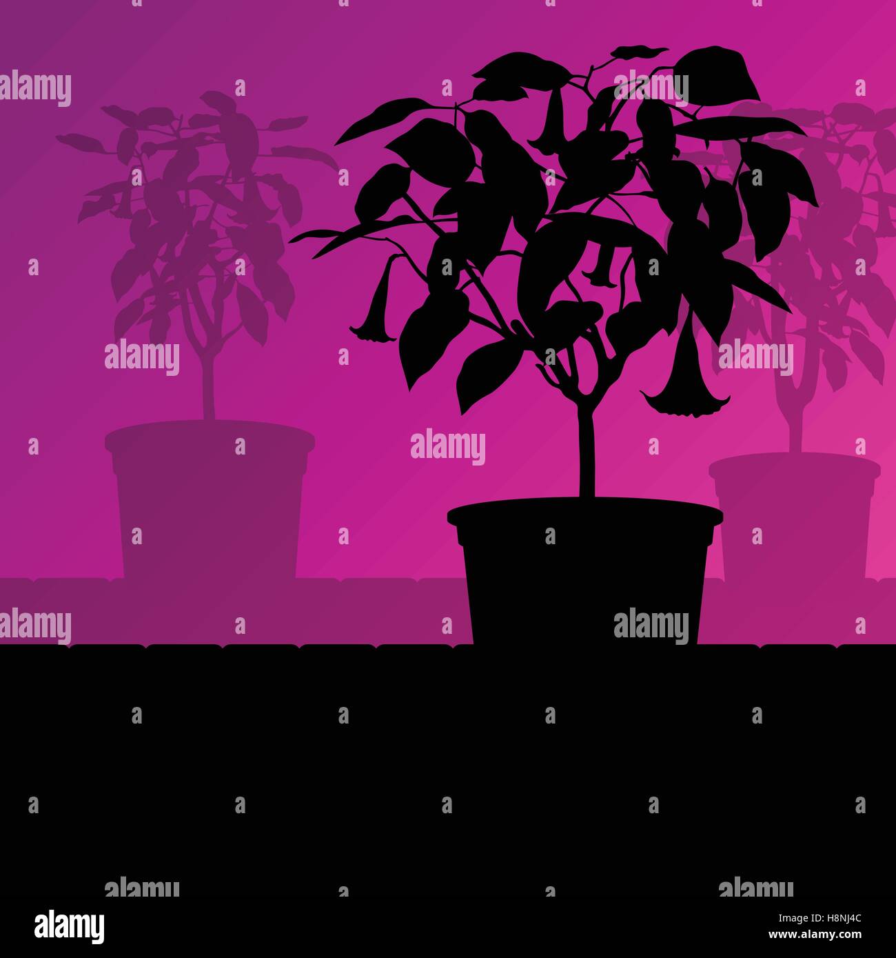 Angel trumpet plant Stock Vector Images - Alamy