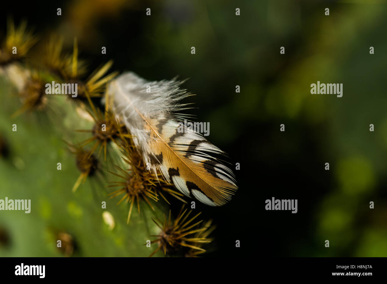 Bobwhite quail feather on prickly pear cactus Stock Photo - Alamy