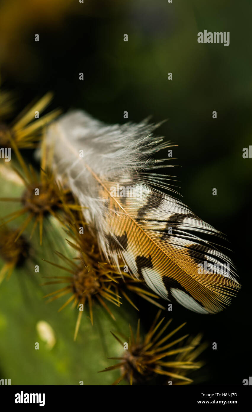 Bobwhite quail feather on prickly pear cactus Stock Photo - Alamy