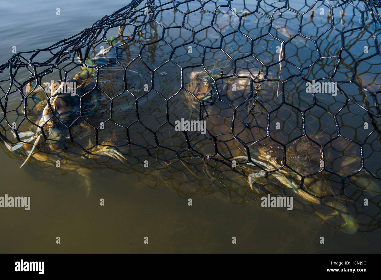 Blue crabs in a wire crab trap Stock Photo - Alamy