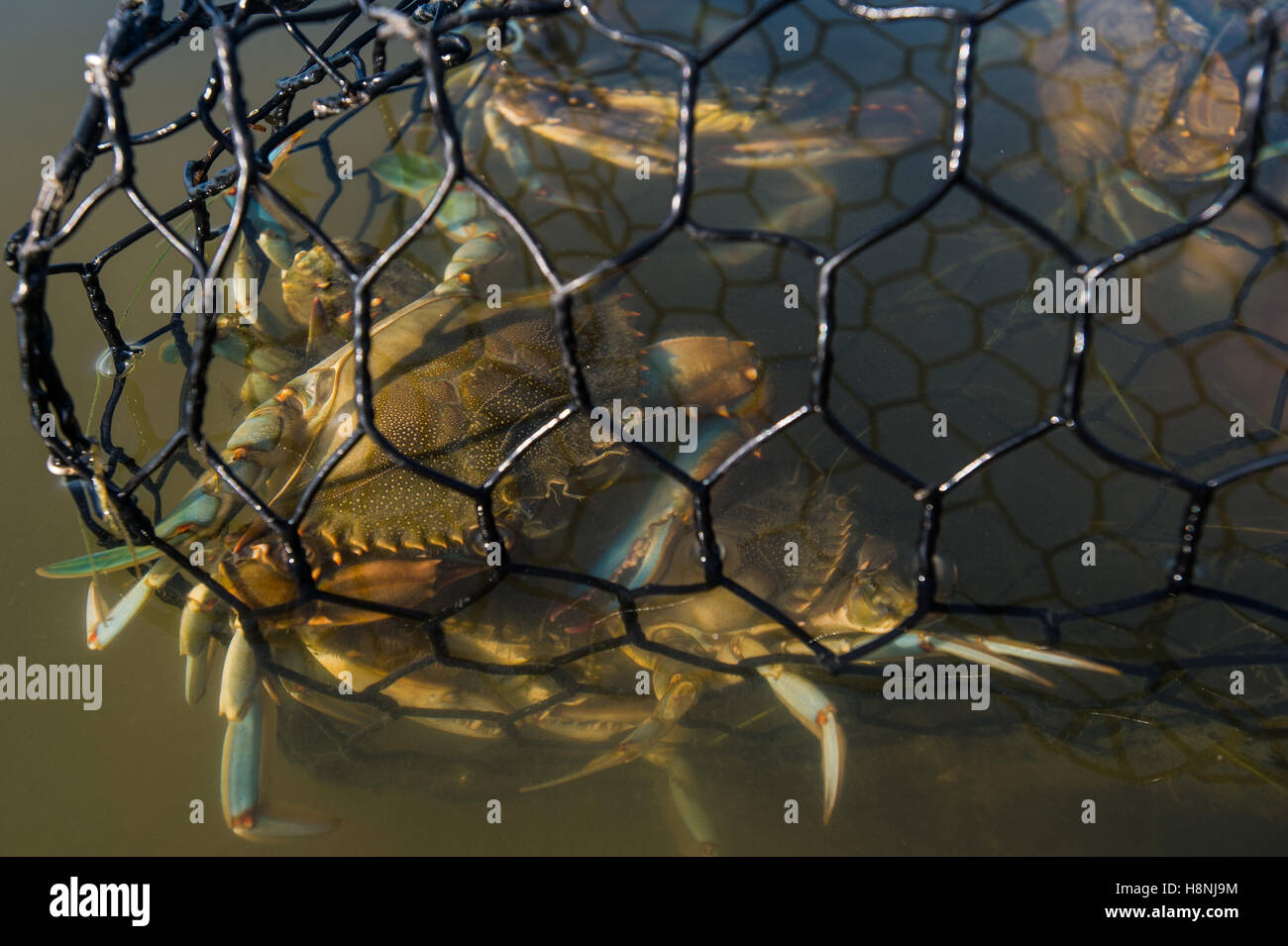 Blue crabs in a wire crab trap Stock Photo - Alamy