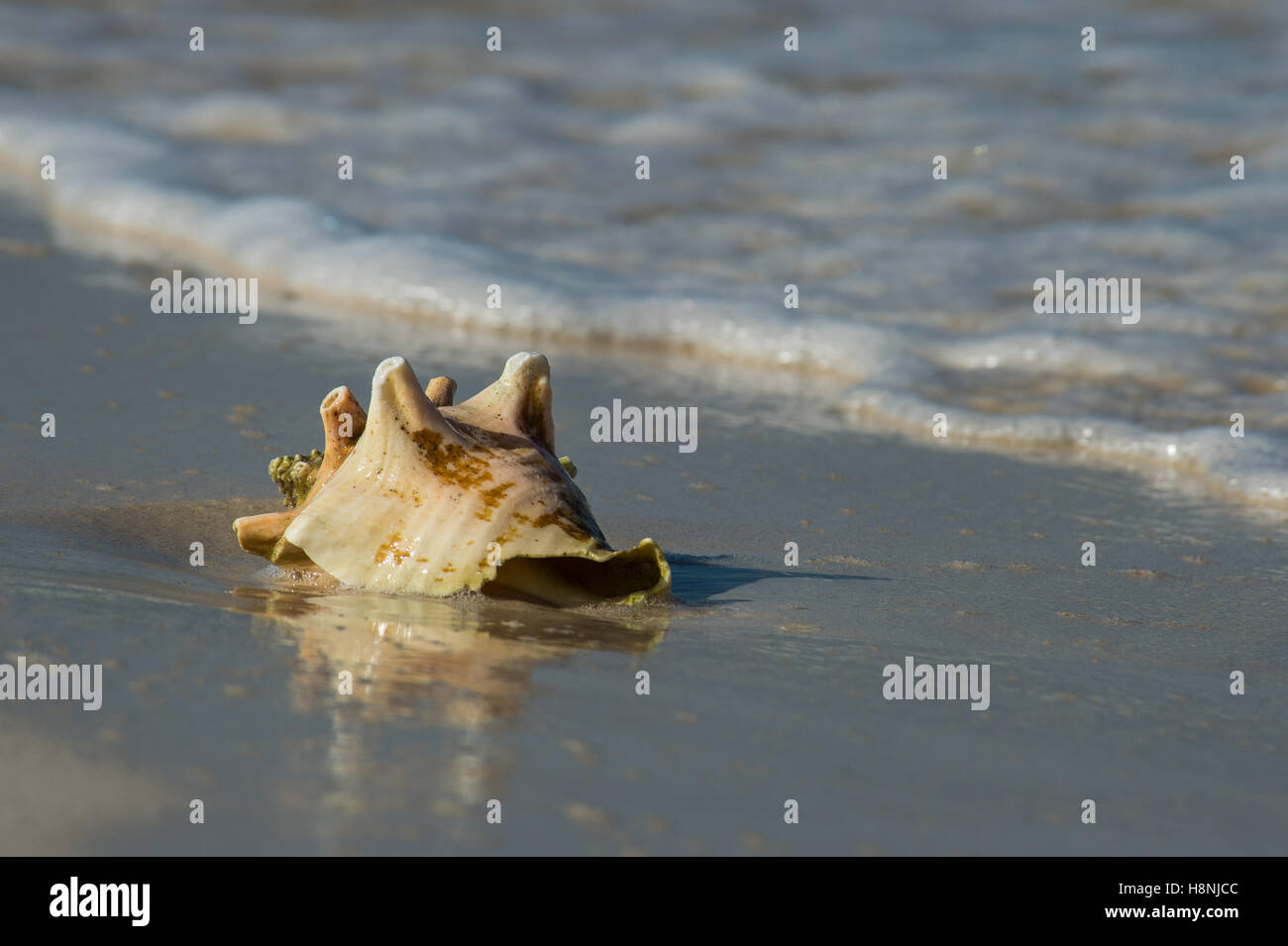 Conch sell washed up in surf on a beach in Belize Stock Photo - Alamy