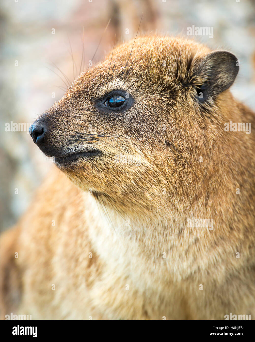 Rock Badger in South Africa Stock Photo - Alamy
