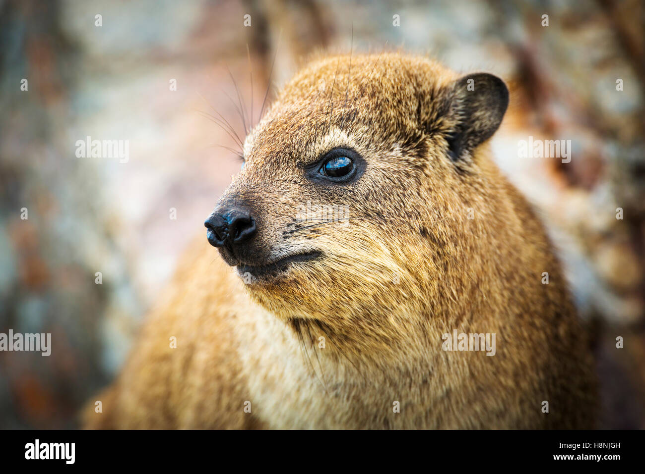 Africa rock dassie hi-res stock photography and images - Alamy