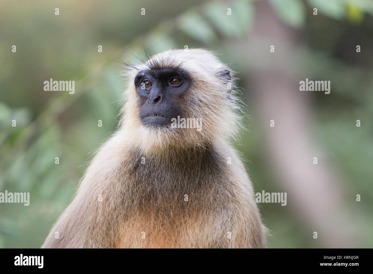 Pensive mood monkey at Sariska Stock Photo - Alamy