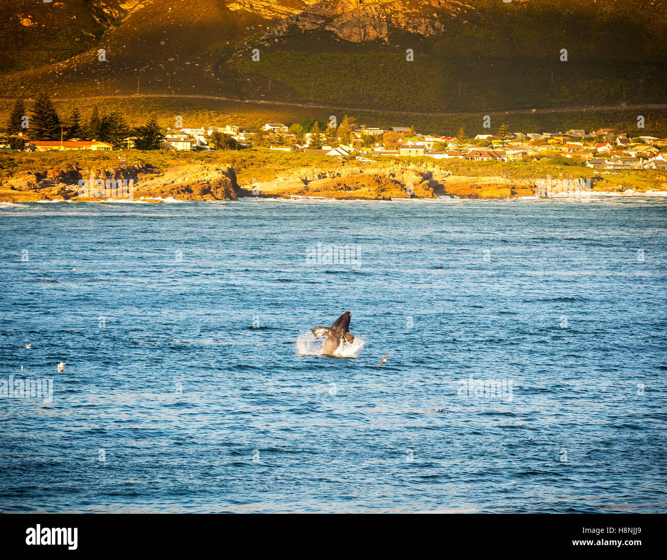 Hermanus, South Africa during whale watching season Stock Photo - Alamy