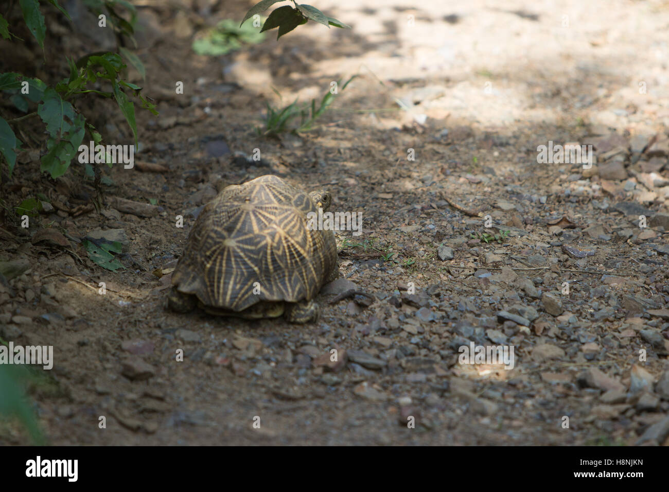 Star Tortoise treads slowly on the forest floor in Sariska Tiger ...