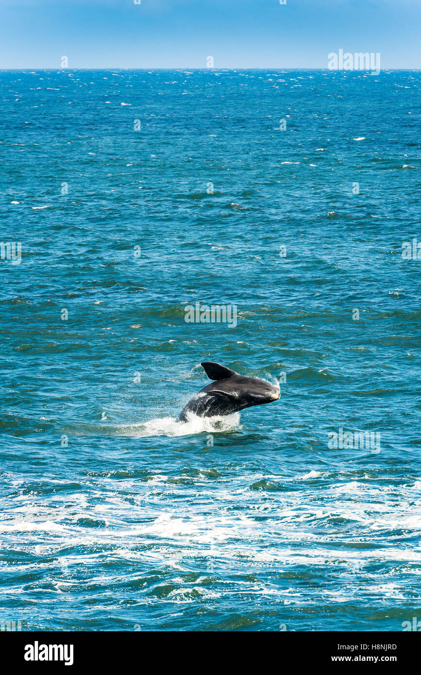 Jumping whale hi-res stock photography and images - Alamy