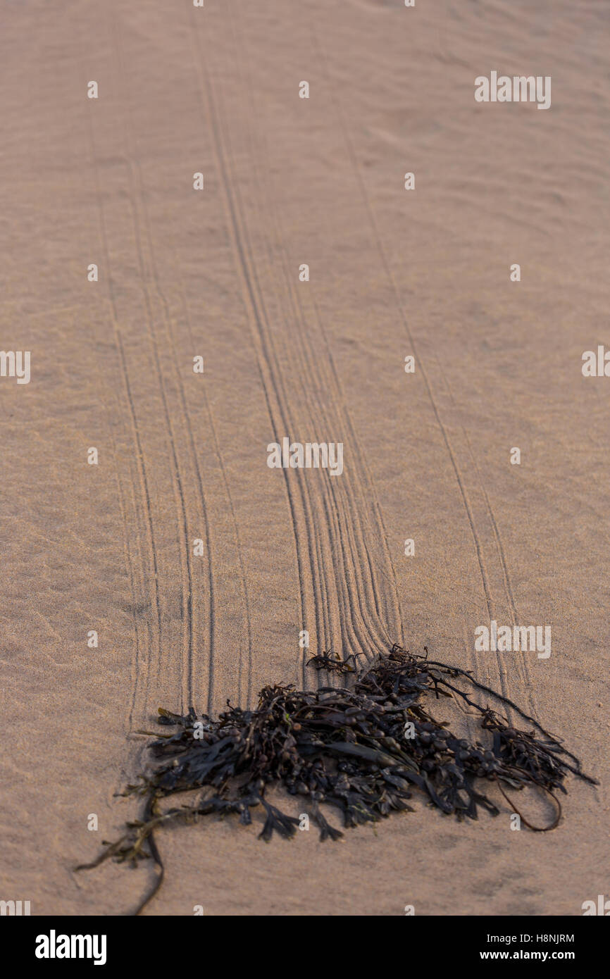 Apparently Moving Seaweed Leaving a Track in the Sand Stock Photo - Alamy