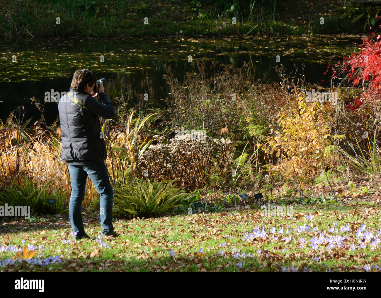 RHS Rosemoor Show Gardens Torrington North Devon Photographer takes ...