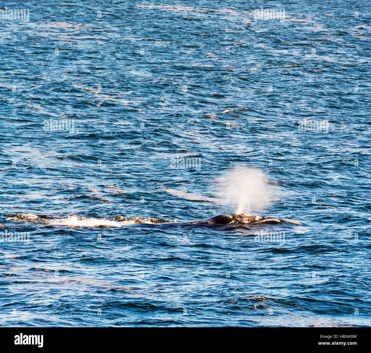 Southern Right Whale with water spout Stock Photo - Alamy