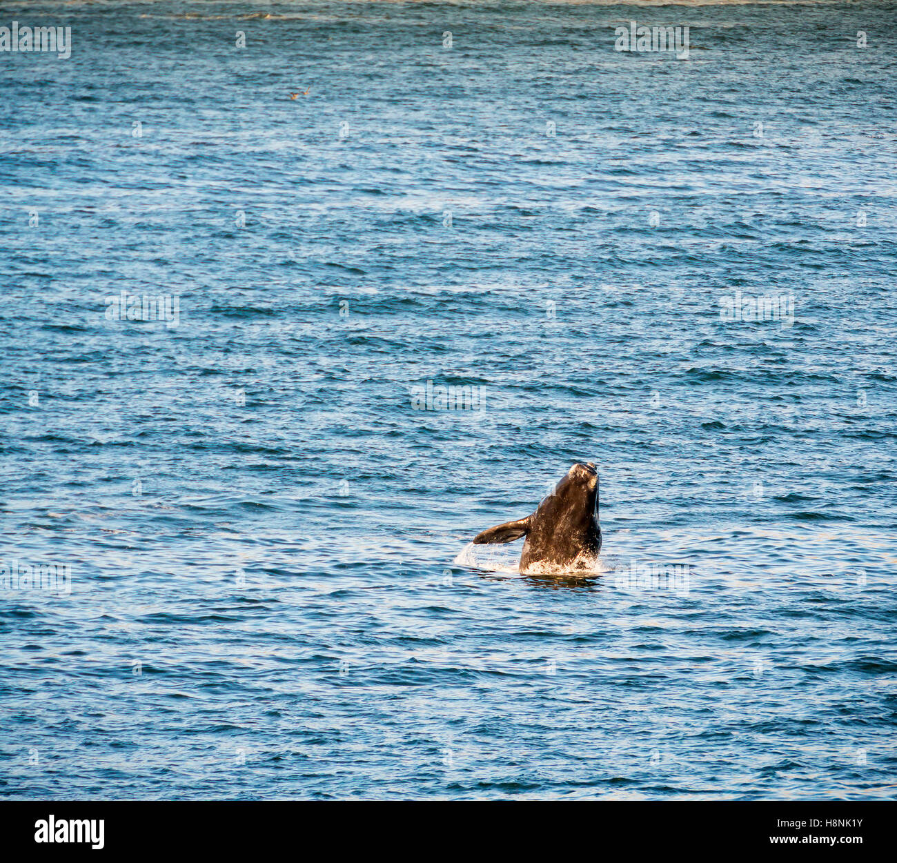 Pectoral fin hi-res stock photography and images - Alamy