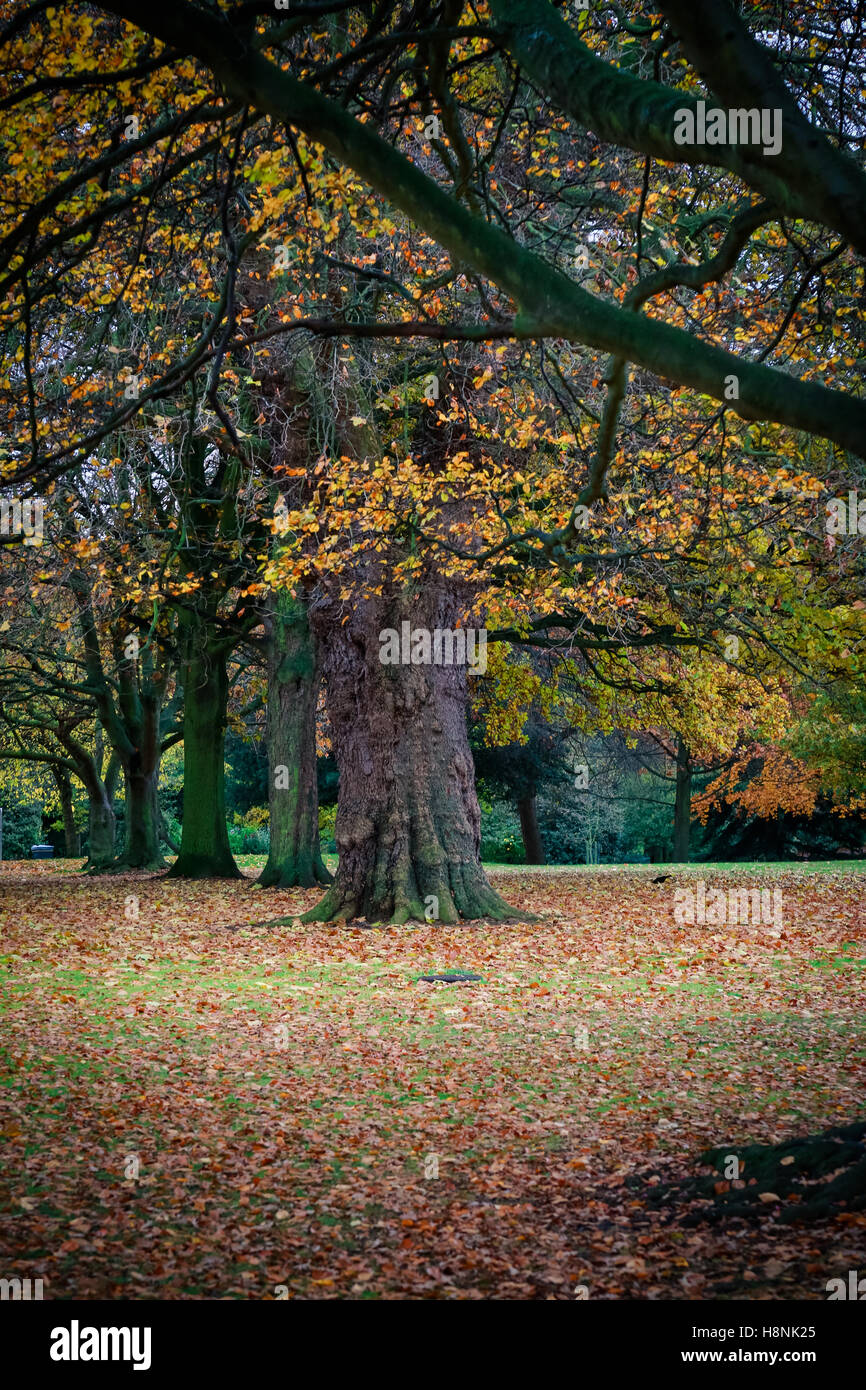 Abington park parks hi-res stock photography and images - Alamy