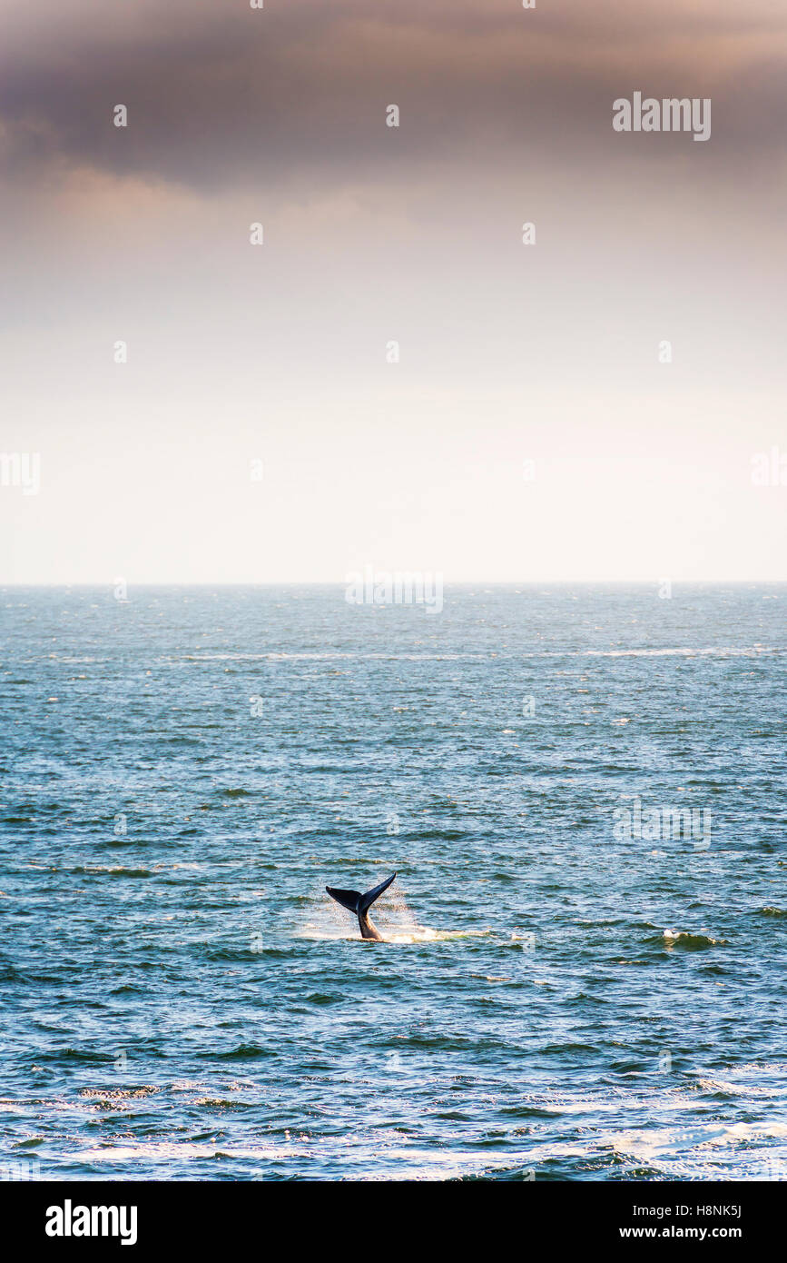 Whale tail water ocean atlantic sea nature hi-res stock photography and ...