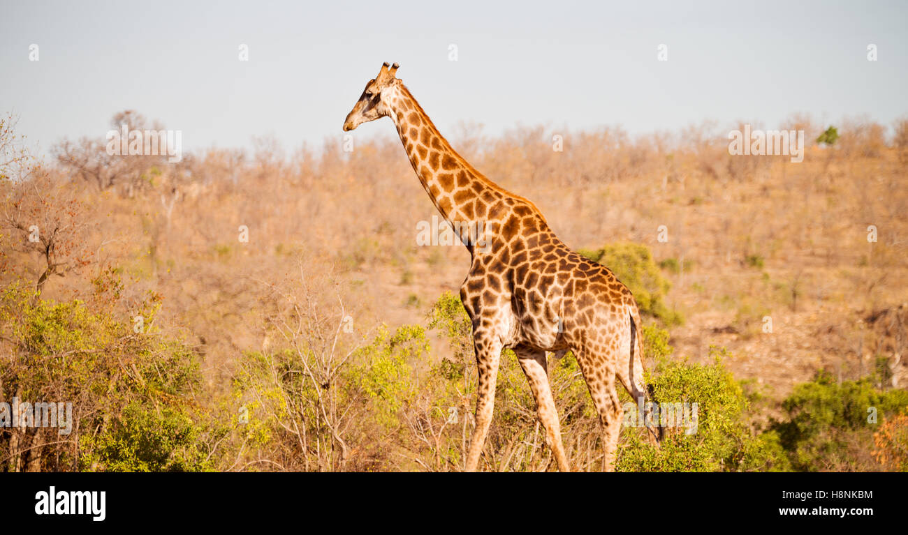 blur in south africa kruger wildlife nature reserve and wild giraffe ...