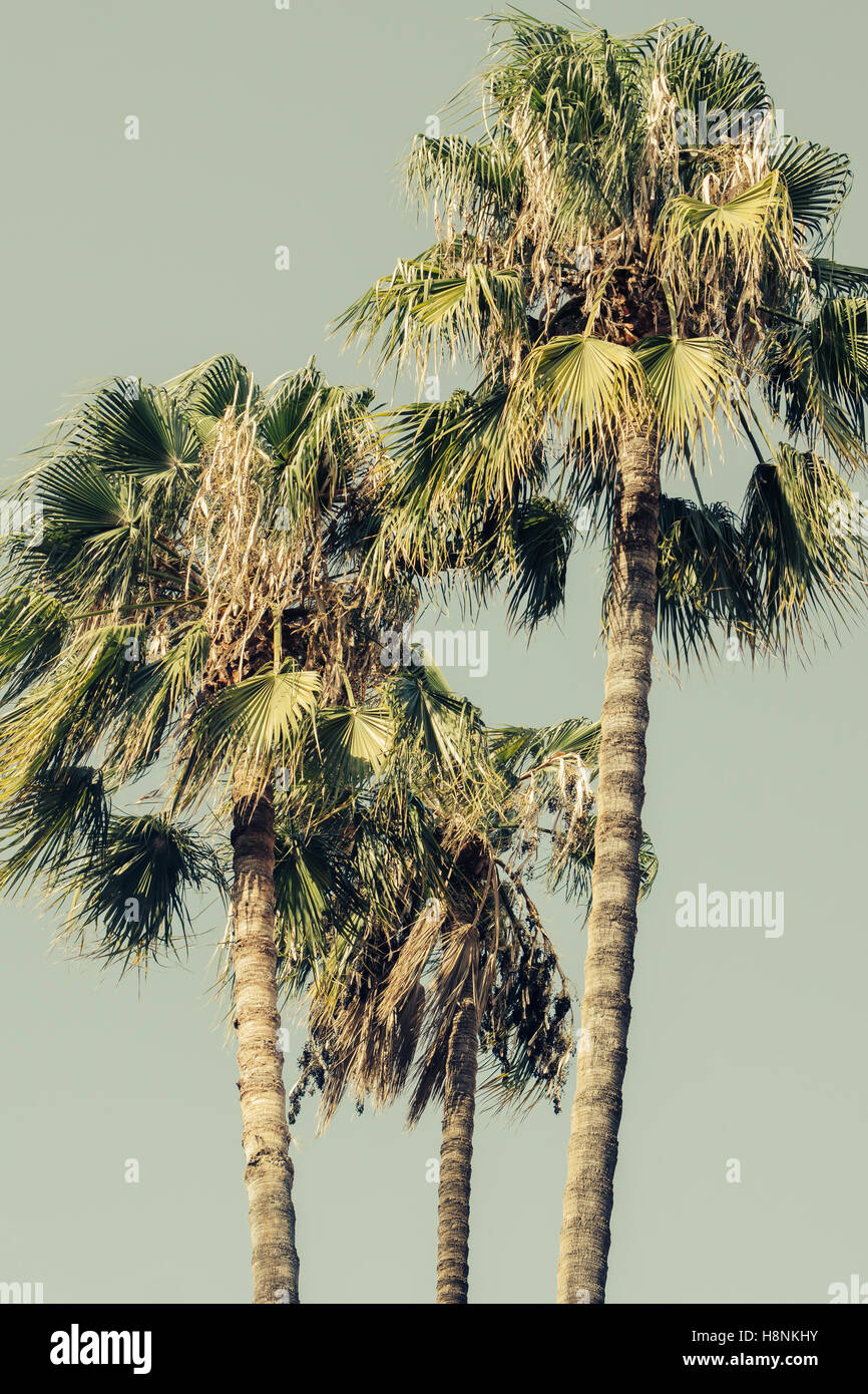Three palm trees hi-res stock photography and images - Alamy