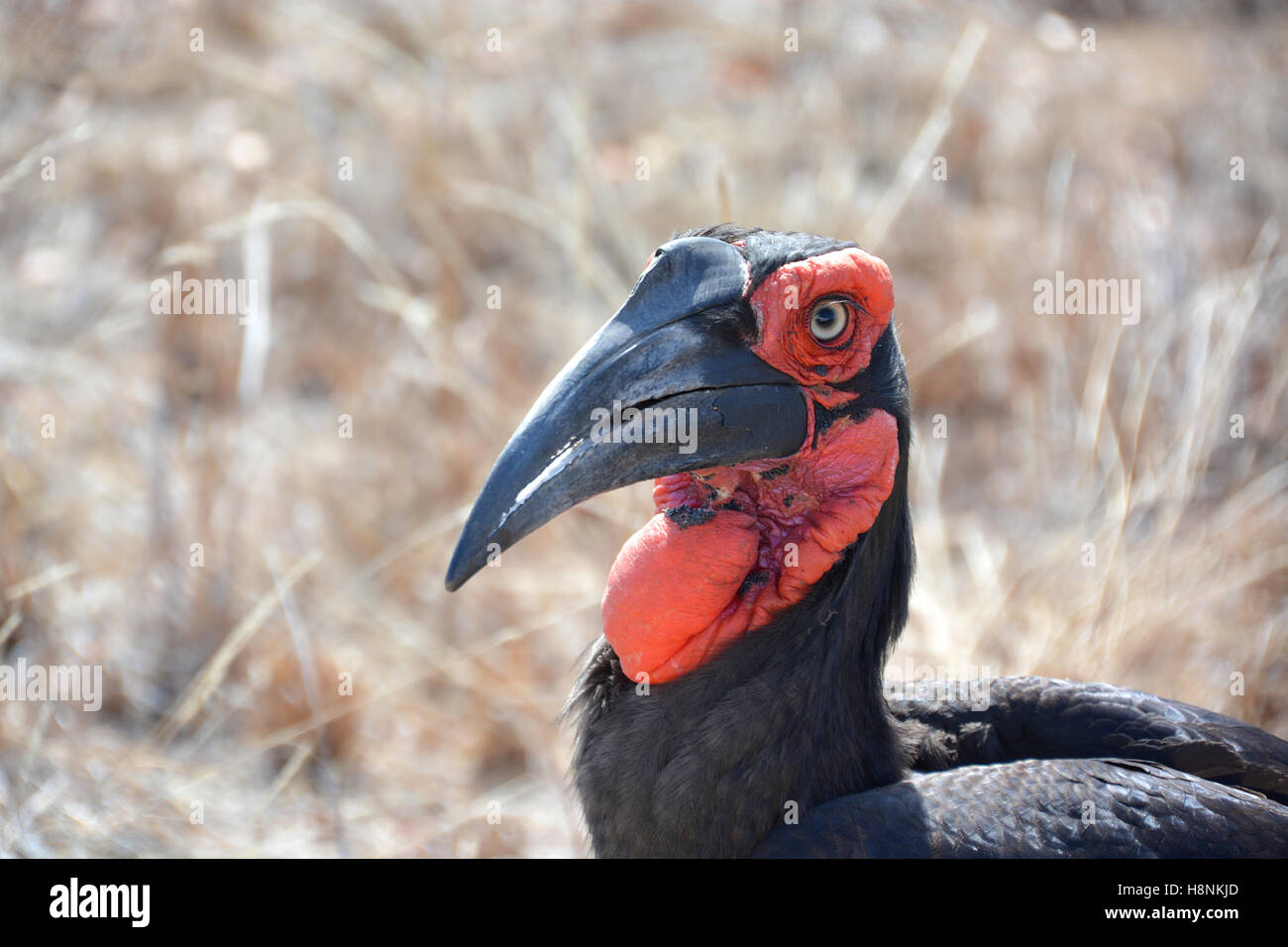 Southern Ground Hornbill bird Stock Photo - Alamy