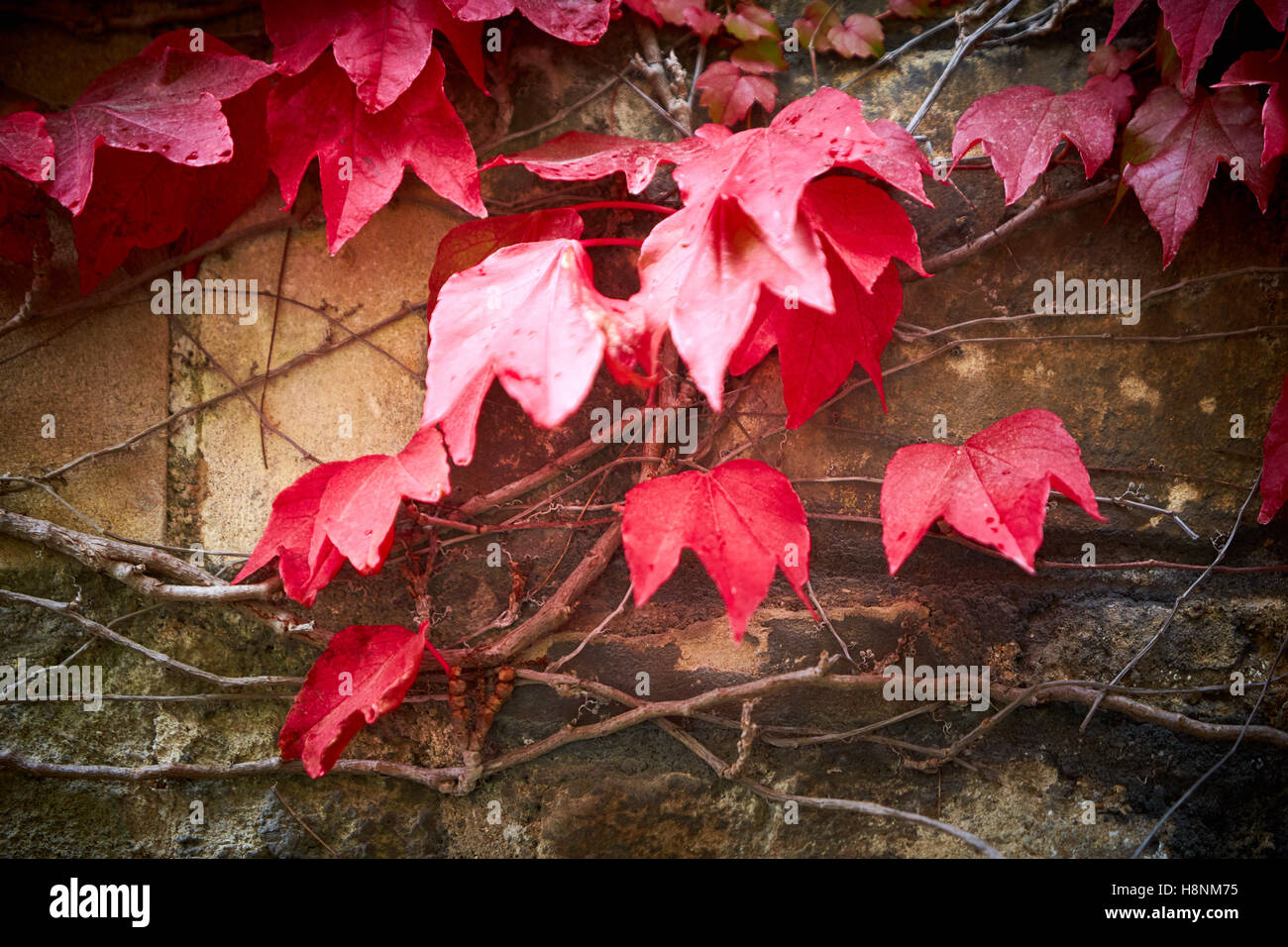 Red ivy climbing plant on a building in Oxford Stock Photo - Alamy