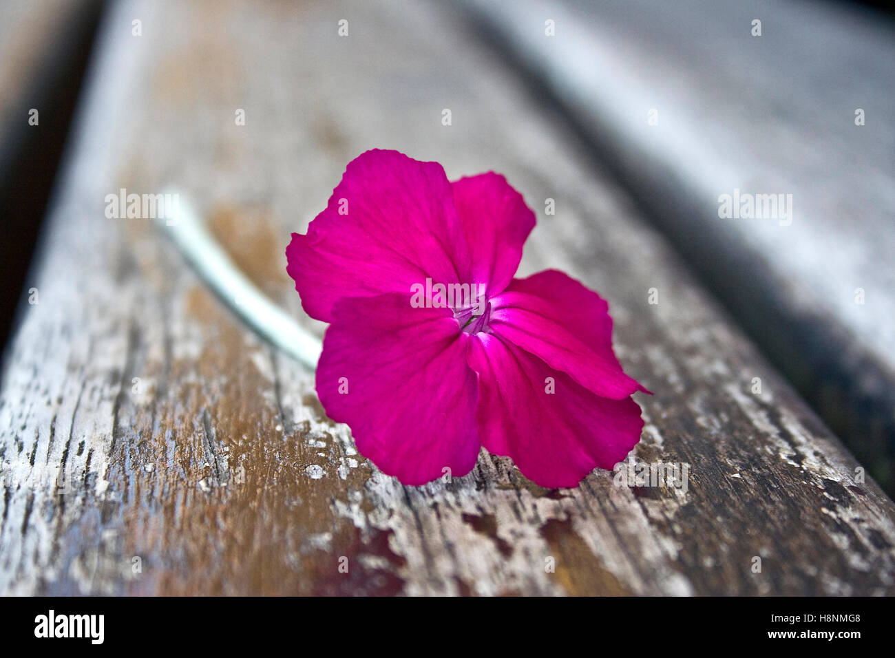 Pink flower on bench Stock Photo - Alamy