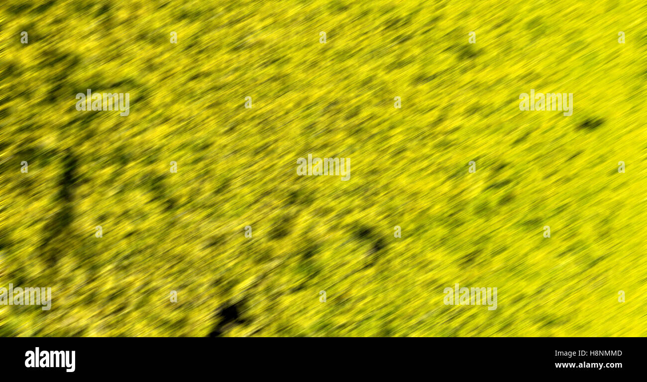 and grass plant in iran the green garden Stock Photo - Alamy