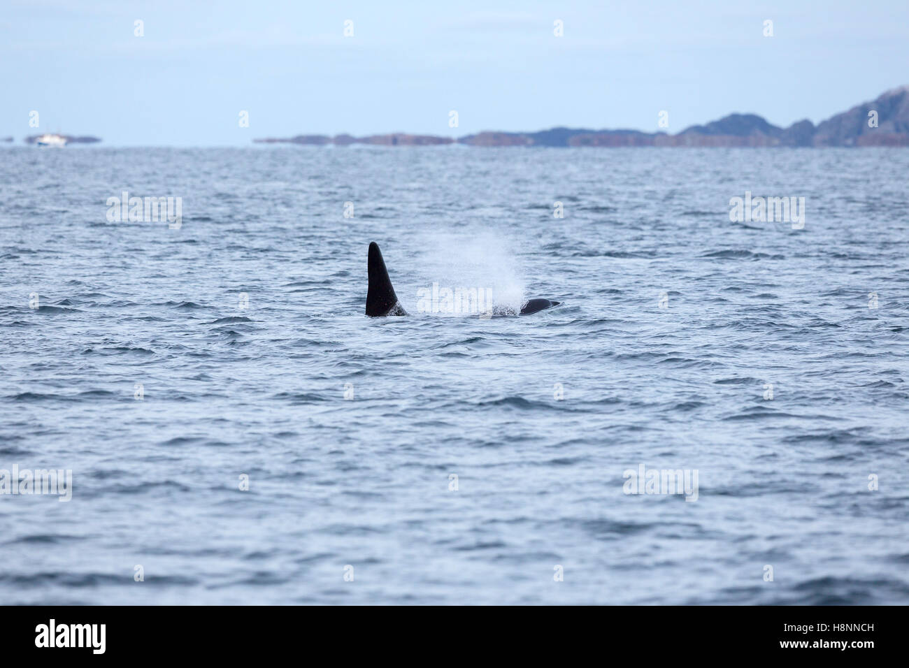 Orca or killer whale swims in the arctic sea Stock Photo - Alamy