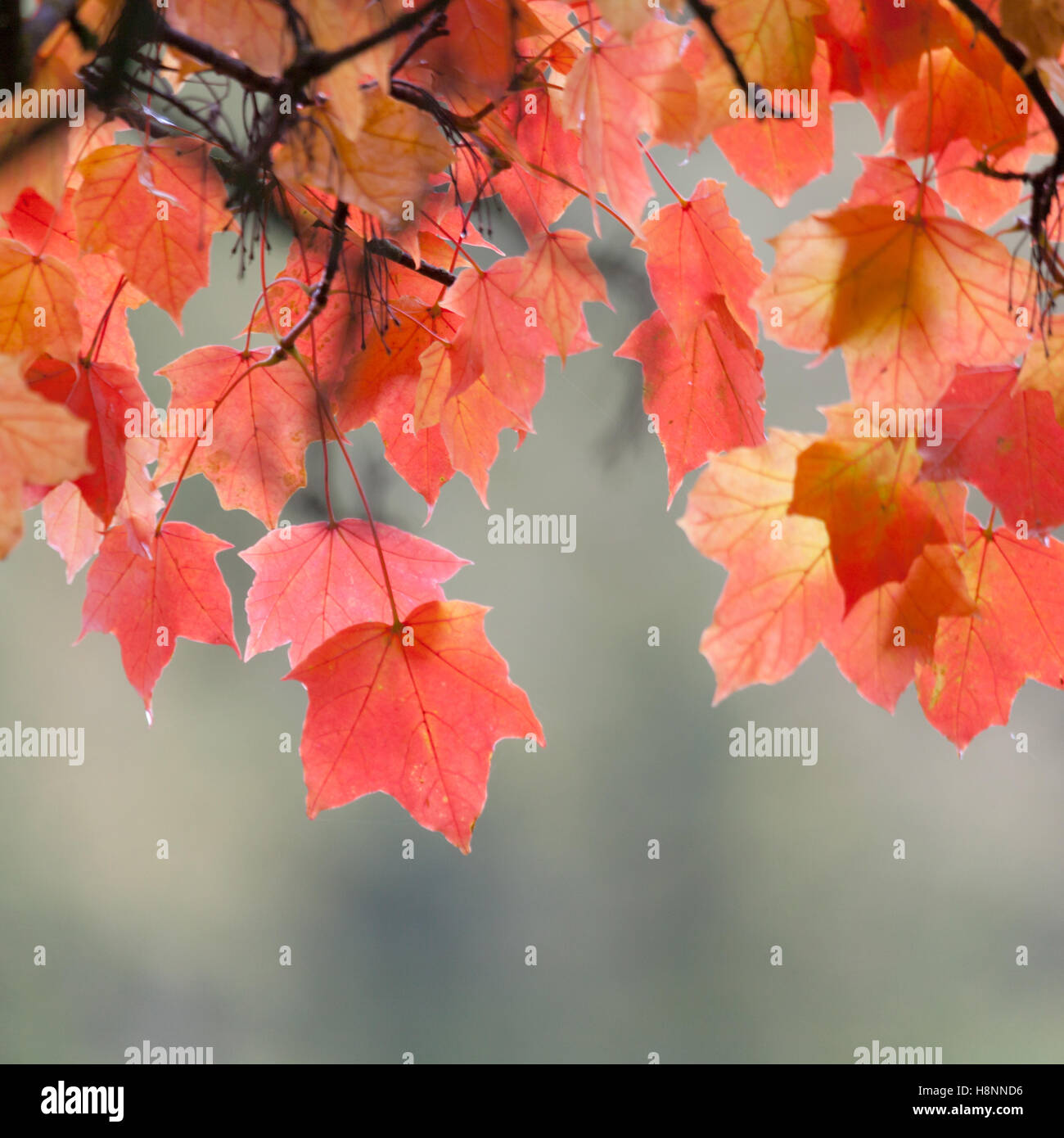 A canopy of bright red leaves in Fall, Autumn Stock Photo - Alamy