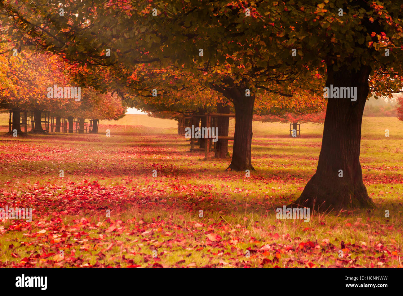 The Beautiful color autumn in the park Stock Photo - Alamy