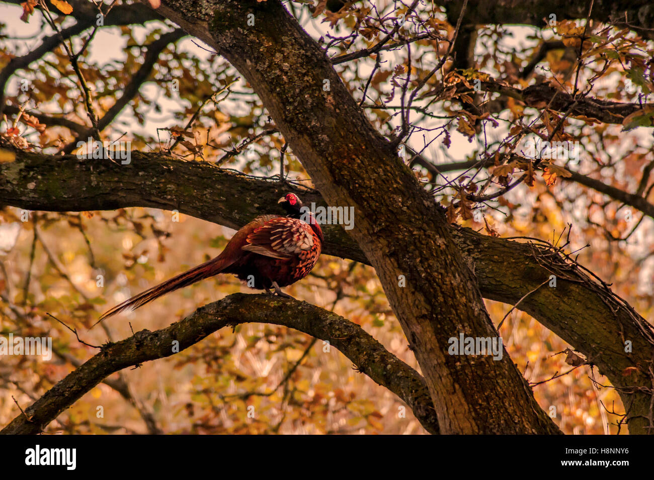 Pheasant on the tree Stock Photo - Alamy