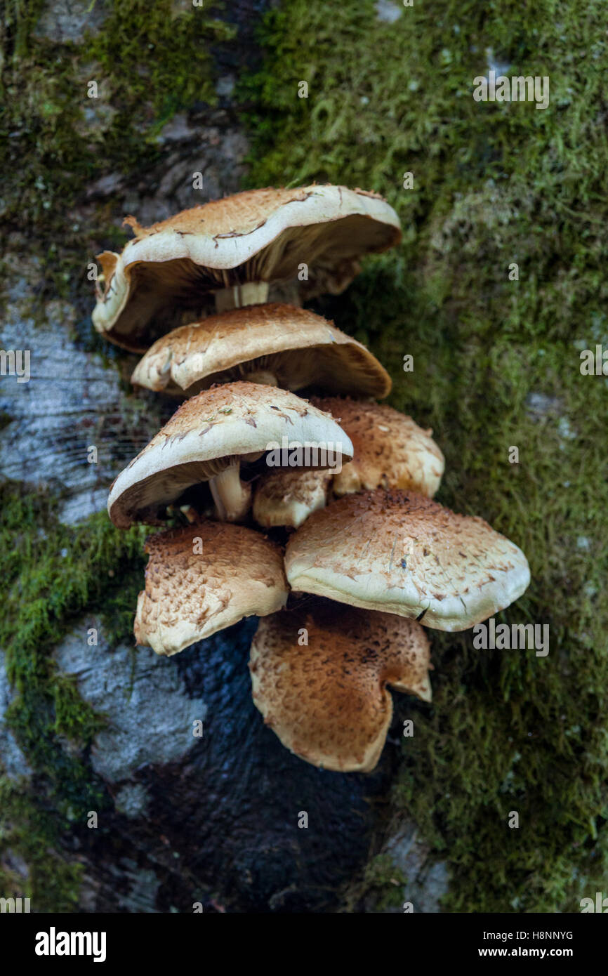 Toadstools growing on stump hi-res stock photography and images - Alamy