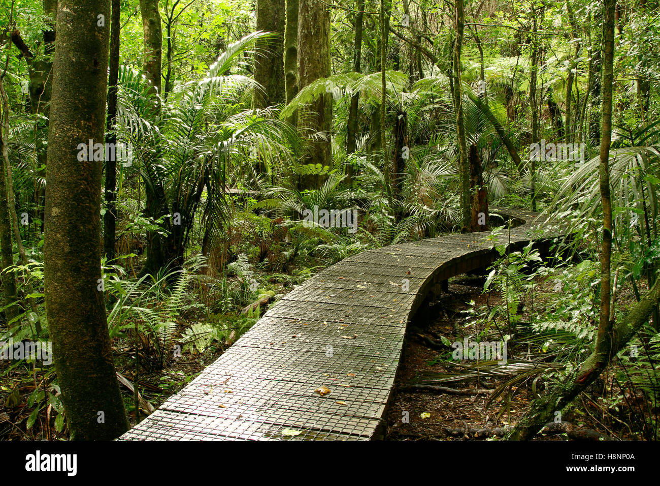 Walking trail in lush tropical forest Stock Photo - Alamy