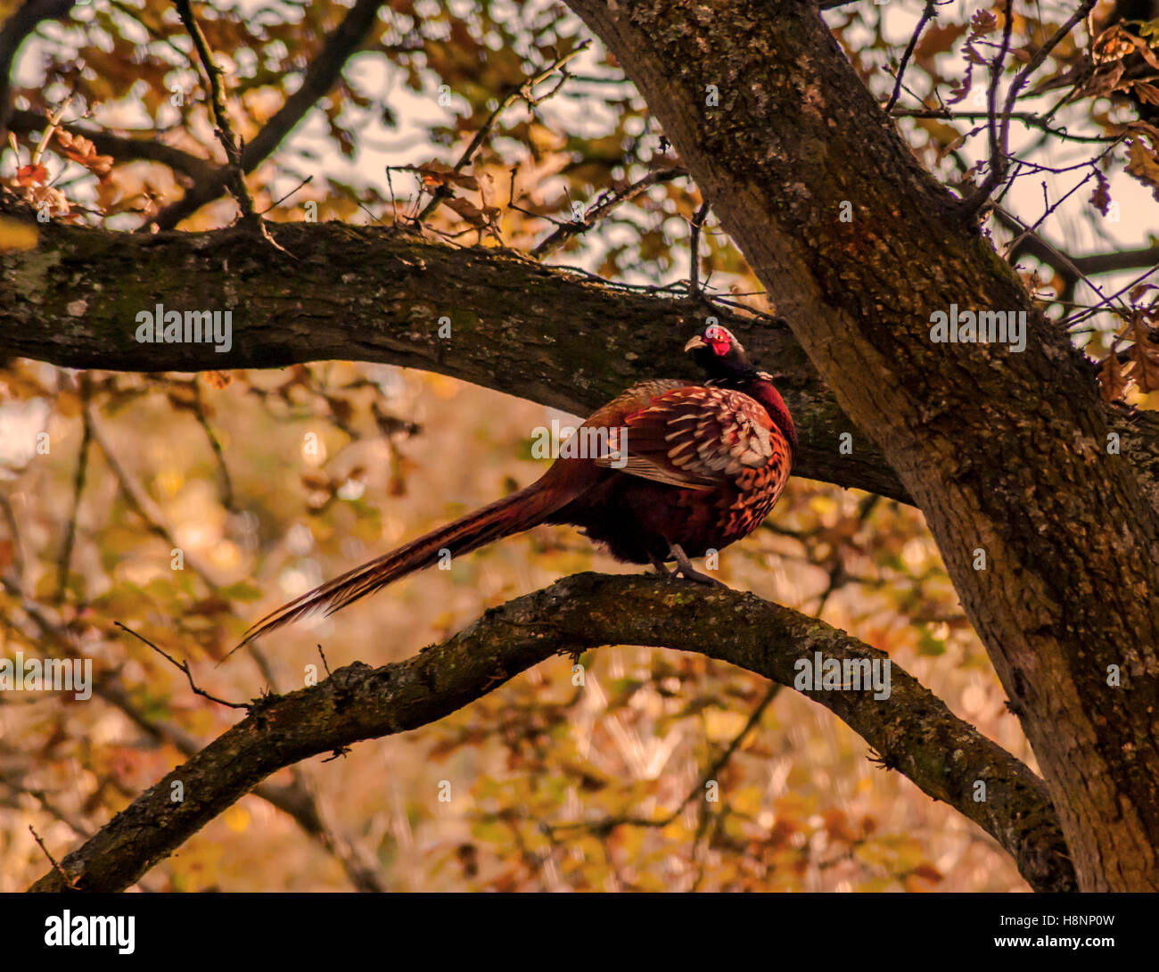 Pheasant on the tree Stock Photo - Alamy