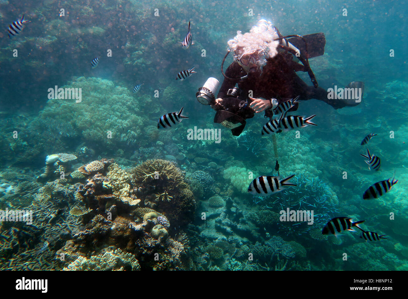 Diver Great Barrier Reef High Resolution Stock Photography and Images ...