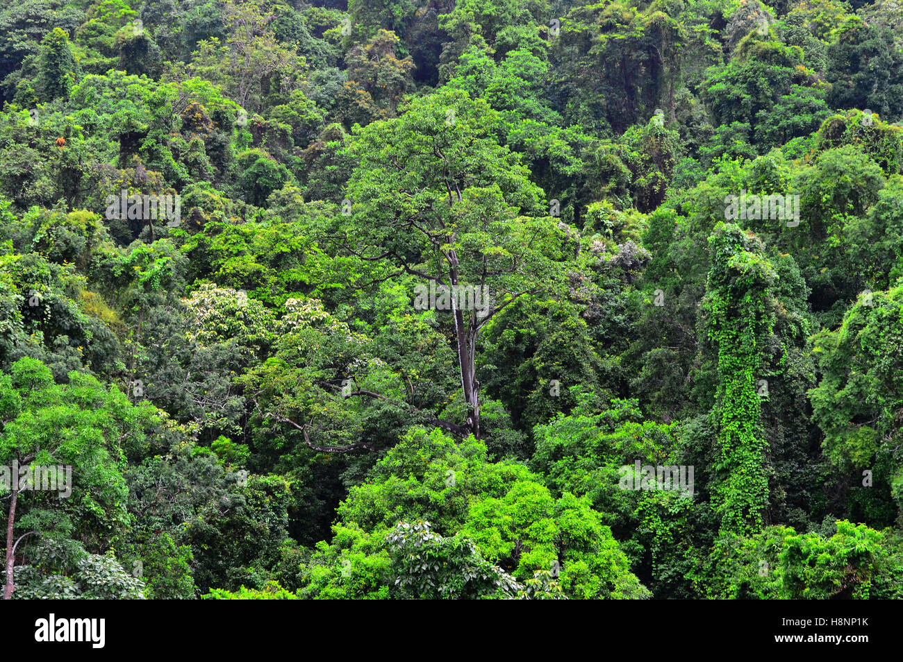 Daintree Rainforest Canopy High Resolution Stock Photography and Images ...