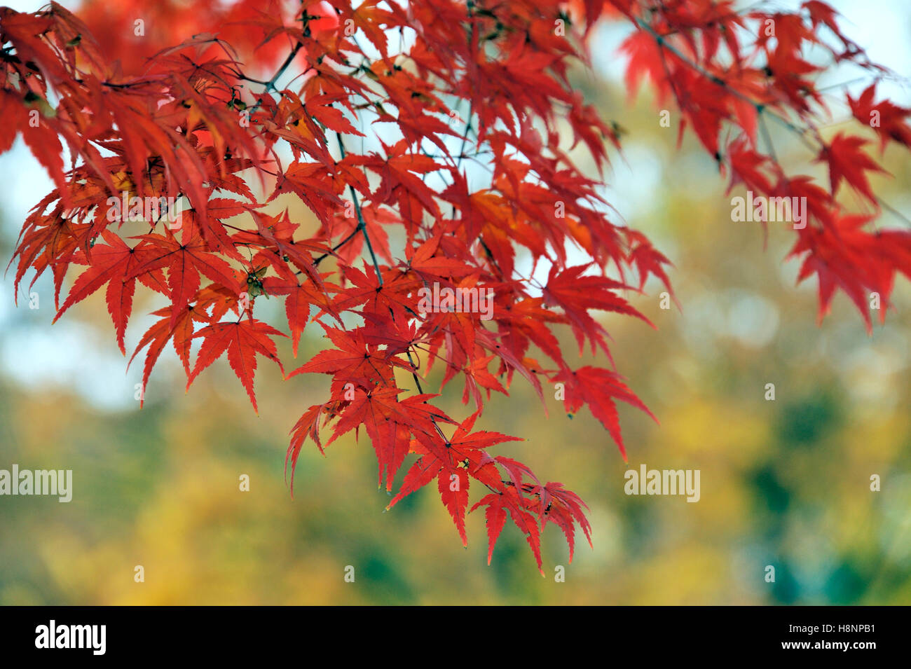 Red leaves on a Korean maple tree (Acer pseudosieboldianum) in autumn ...