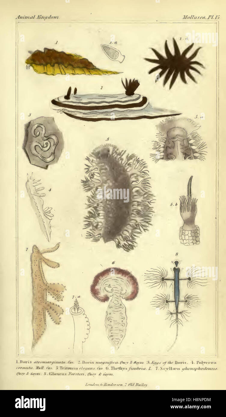 The animal kingdom, arranged according to its organization, serving as ...