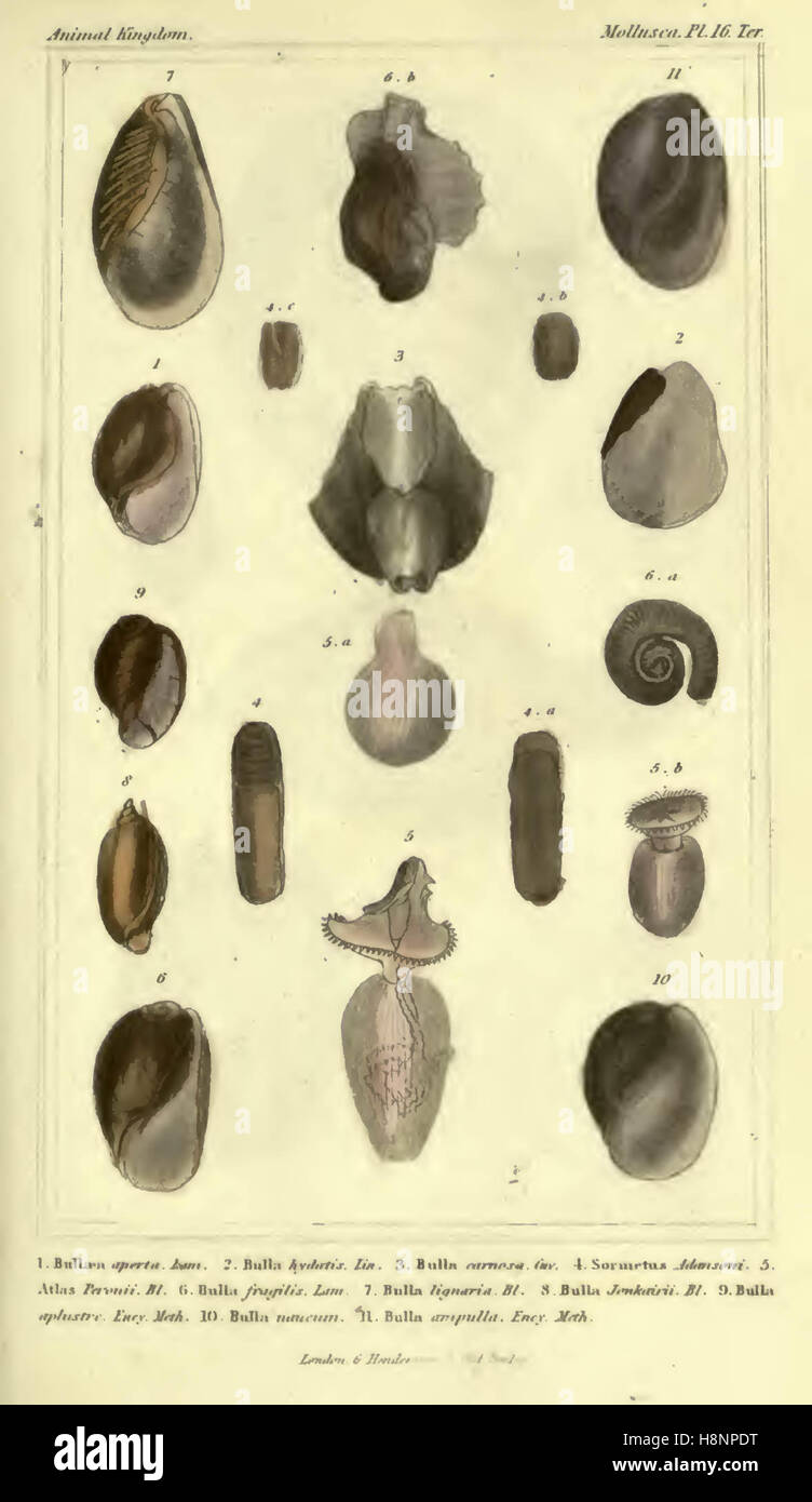 The animal kingdom, arranged according to its organization, serving as ...