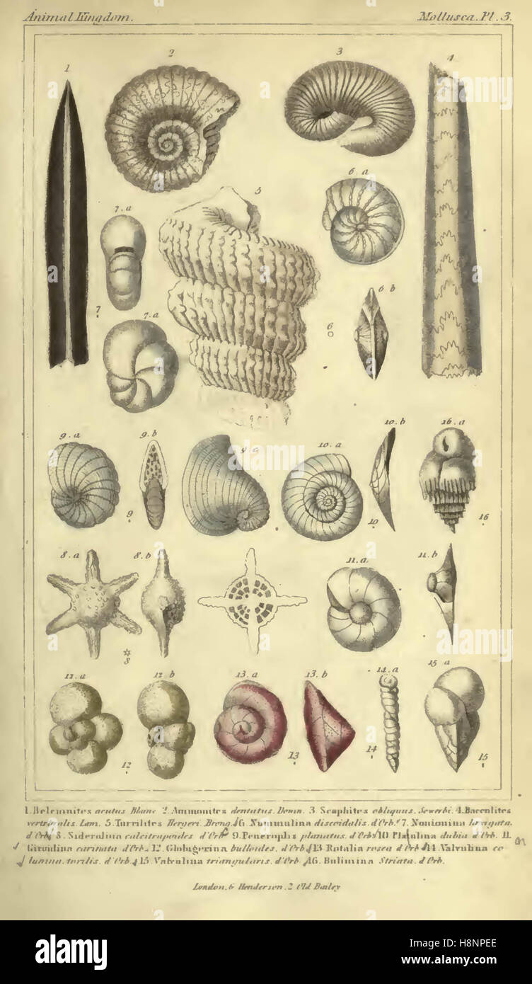 The animal kingdom, arranged according to its organization, serving as ...