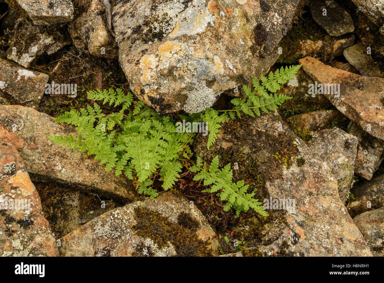 Rare Fern High Resolution Stock Photography and Images - Alamy
