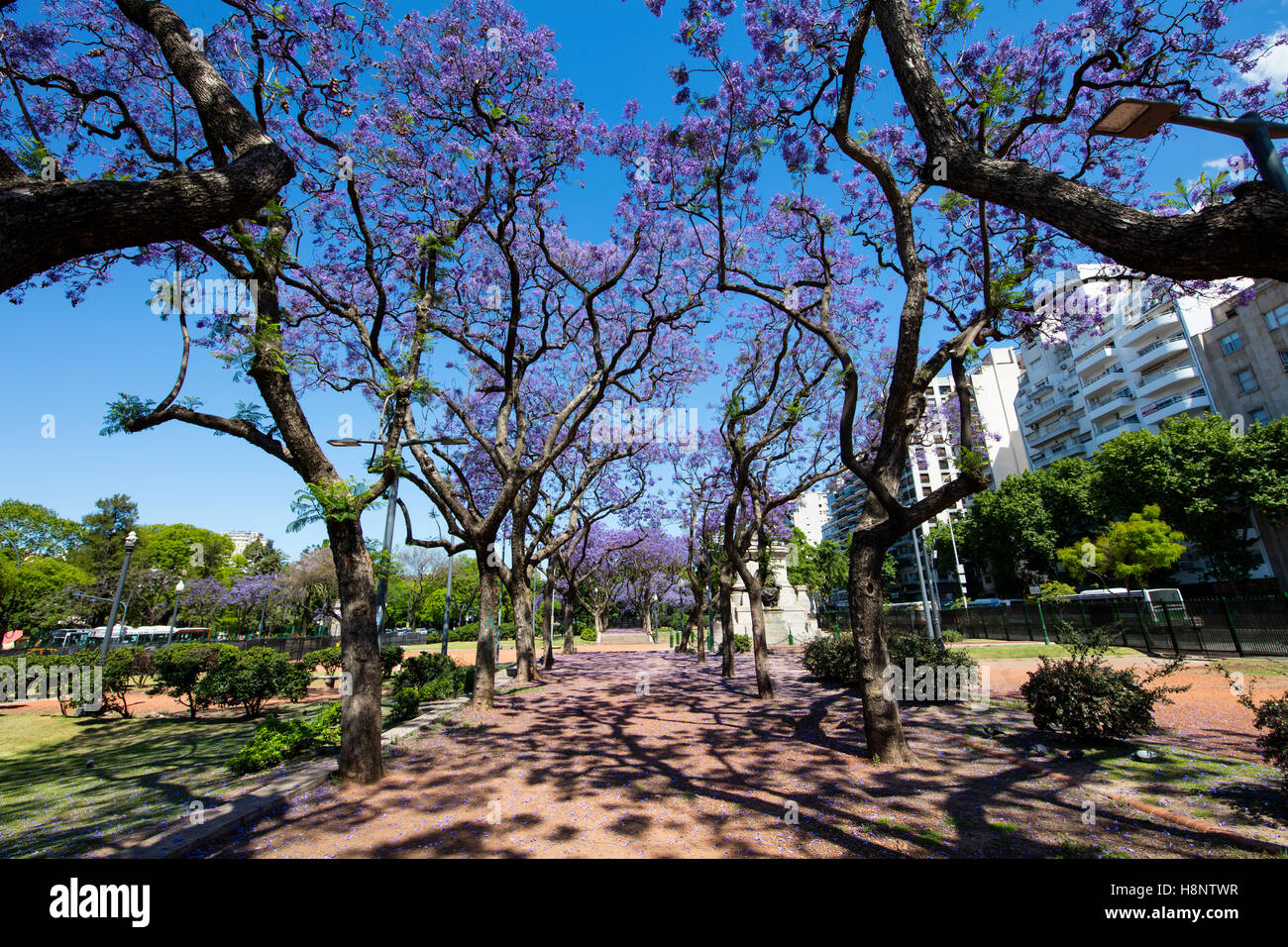 Jacaranda tree argentina High Resolution Stock Photography and Images ...