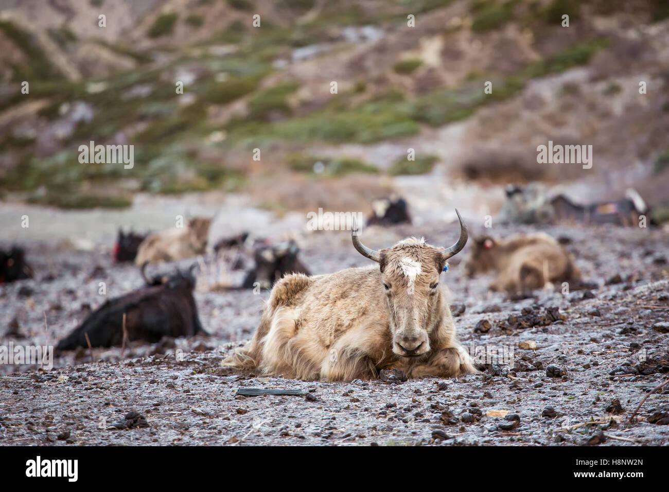 Domestic yak in himalaya hi-res stock photography and images - Alamy